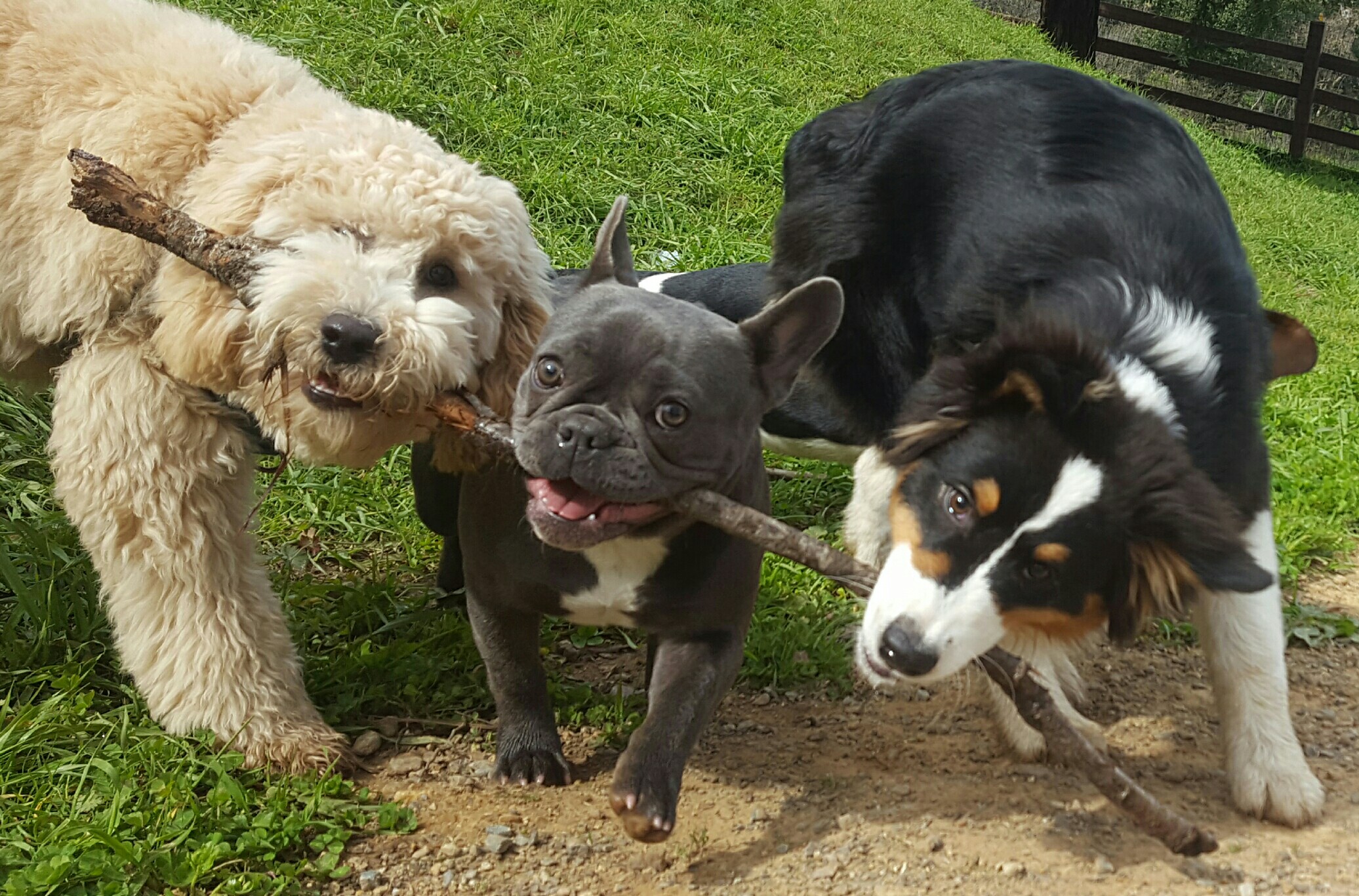 Multi-Dog Households and Puppies - Hillary's Hound House